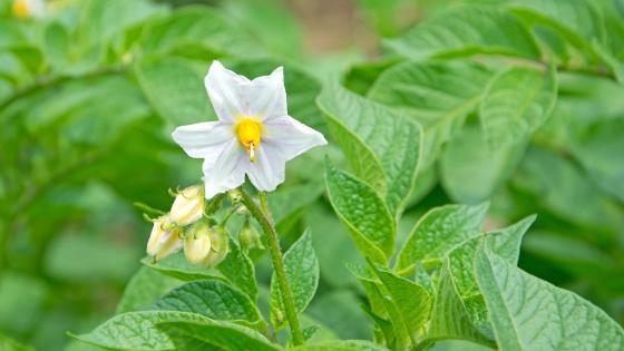 Kartoffeln im Eimer pflanzen: 7 Tipps für den Balkonbau
